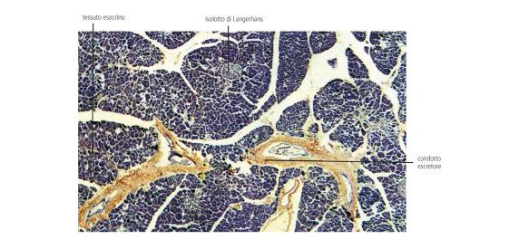 Esocrino: definizione e significato medico | Corriere Salute