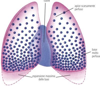 Polmone: definizione e significato medico | Corriere Salute