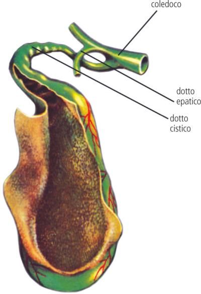 Coledoco: definizione e significato medico | Corriere Salute