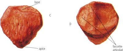 Gamba: definizione e significato medico | Corriere Salute