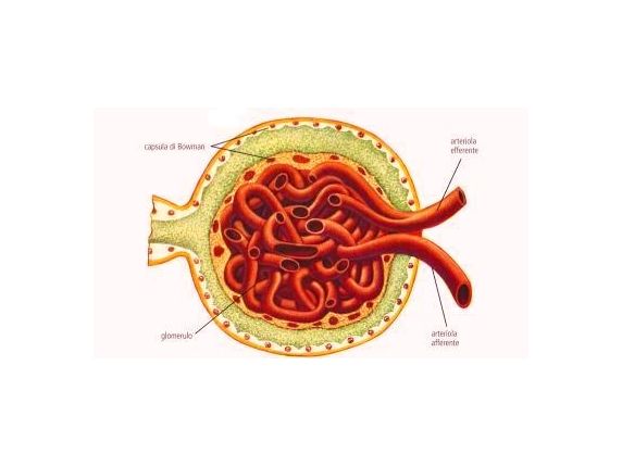 Capsula di bowman: definizione e significato medico | Corriere Salute