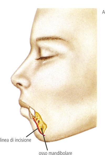 Mento: definizione e significato medico | Corriere Salute