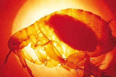 Peste: definizione e significato medico | Corriere Salute