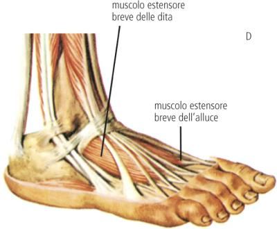 Dito: definizione e significato medico | Corriere Salute