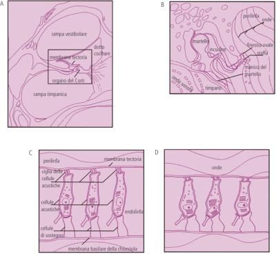 Endolinfa: definizione e ultime news | Corriere Salute