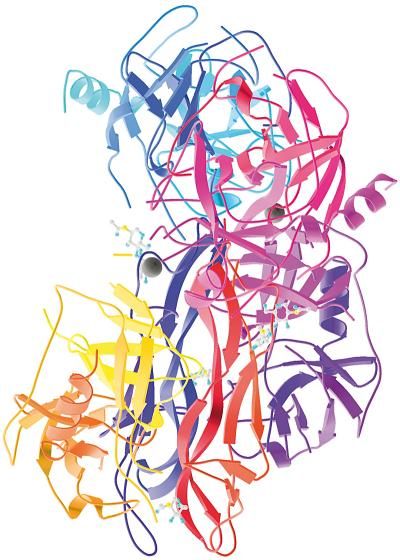 Ngf: definizione e significato medico | Corriere Salute