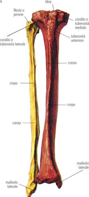 Gamba: definizione e significato medico | Corriere Salute