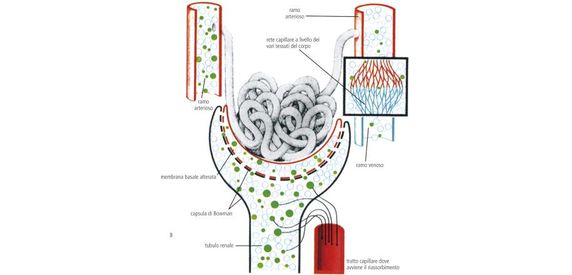 Nefrosi: definizione e significato medico | Corriere Salute