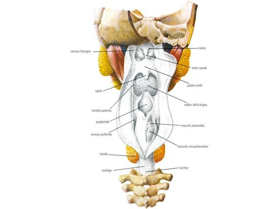 Tumore dell'Orofaringe: definizione e significato medico | Corriere Salute