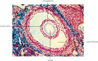 Follicolo: definizione e significato medico | Corriere Salute
