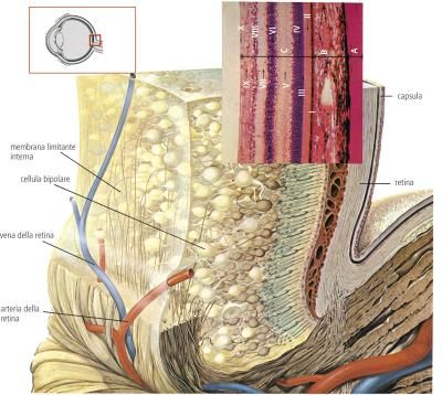Retina: definizione e significato medico | Corriere Salute
