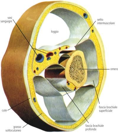 Muscolo: definizione e significato medico | Corriere Salute