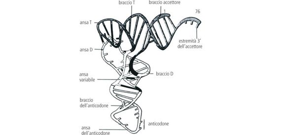 Rna: definizione e significato medico | Corriere Salute