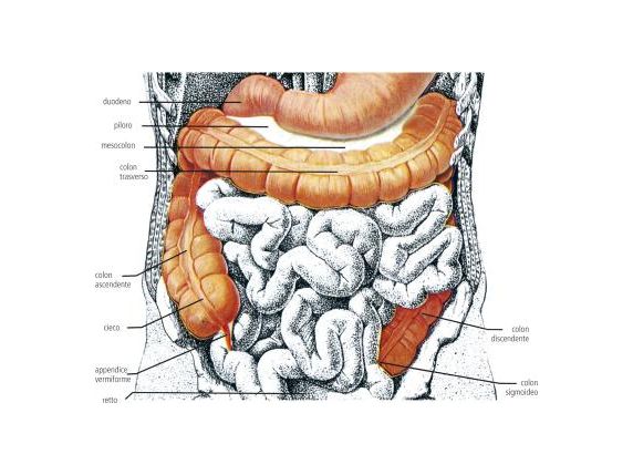 Appendicite: definizione e significato medico | Corriere Salute