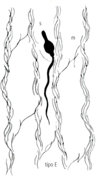 Muco cervicale: definizione e significato medico | Corriere Salute