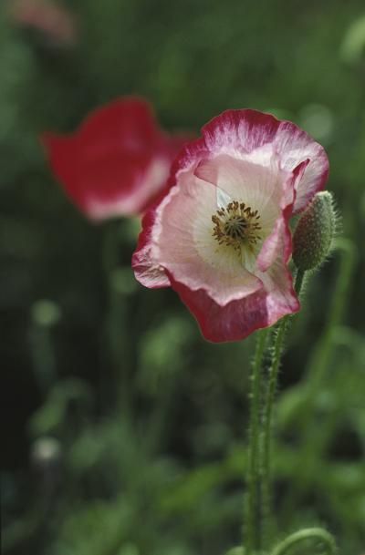 Laudano: definizione e significato medico | Corriere Salute