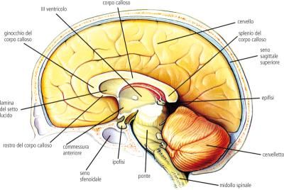 Commessura: definizione e significato medico | Corriere Salute