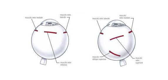 Strabismo: definizione e significato medico | Corriere Salute