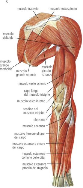 Muscolo: definizione e significato medico | Corriere Salute