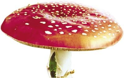 Muscarina: definizione e significato medico | Corriere Salute