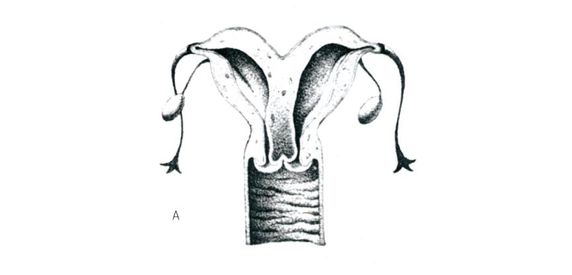 Portio: definizione e significato medico | Corriere Salute