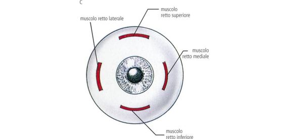 Strabismo: definizione e significato medico | Corriere Salute