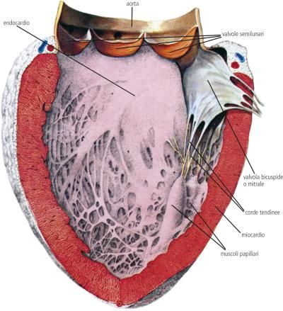 Endocardite: definizione e significato medico | Corriere Salute