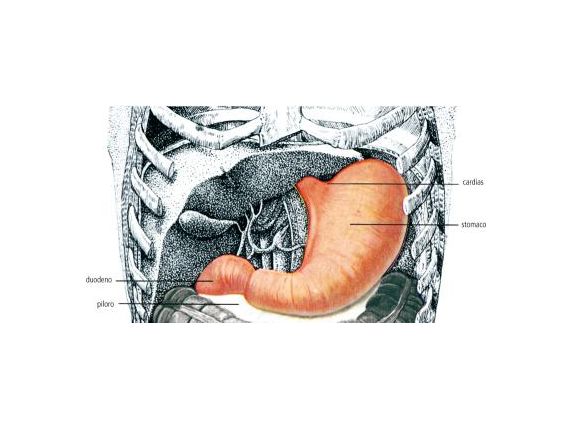Cardias: definizione e significato medico | Corriere Salute