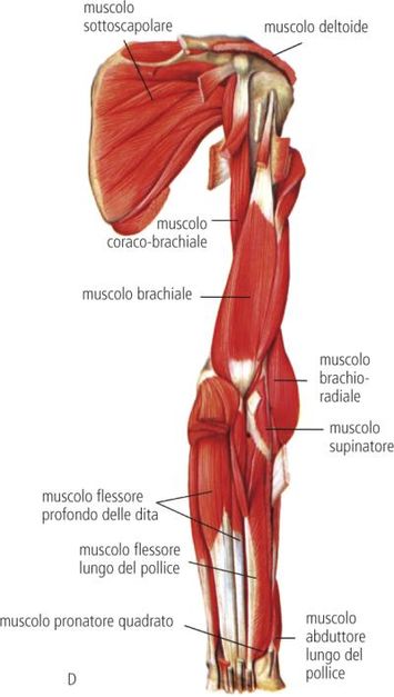 Muscoli flessori: definizione e significato medico | Corriere Salute