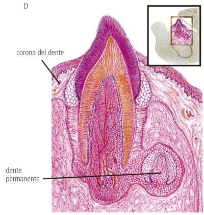 Dente: definizione e significato medico | Corriere Salute