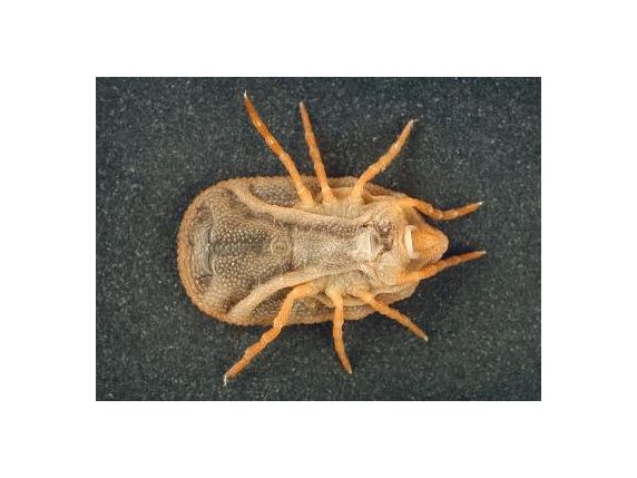 Zecca: definizione e significato medico | Corriere Salute