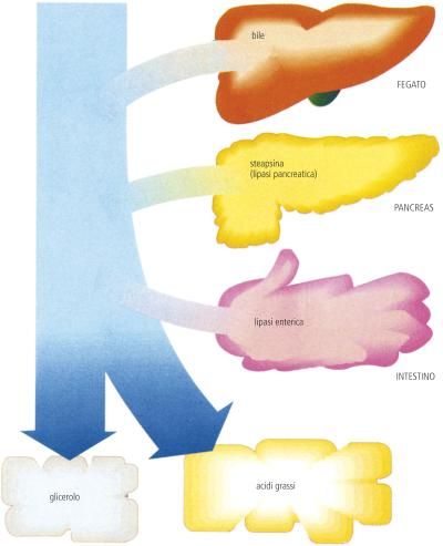 Digestione: definizione e significato medico | Corriere Salute