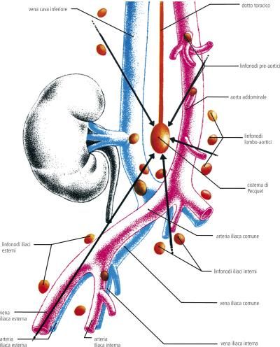 Linfonodo: definizione e significato medico | Corriere Salute