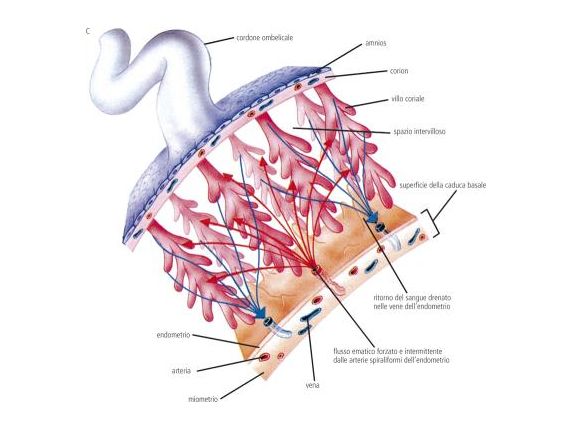 Placenta: definizione e significato medico | Corriere Salute