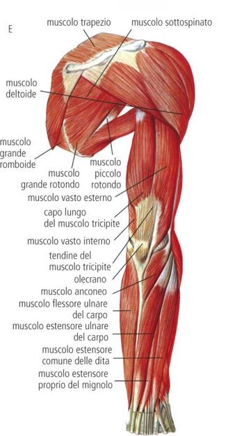 Muscoli flessori: definizione e significato medico | Corriere Salute