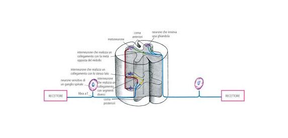 Arco riflesso: definizione e significato medico | Corriere Salute