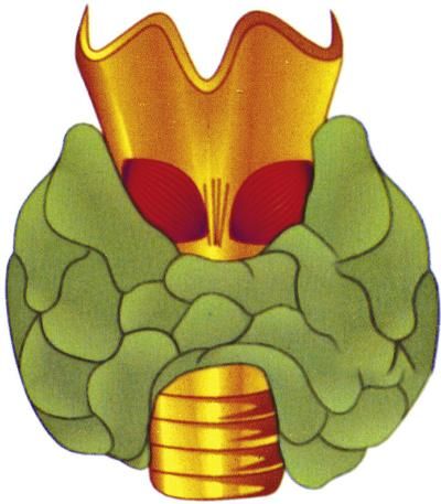 Istmo: definizione e significato medico | Corriere Salute