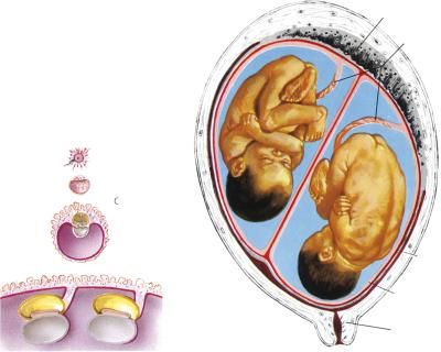 Gemelli: definizione e significato medico | Corriere Salute