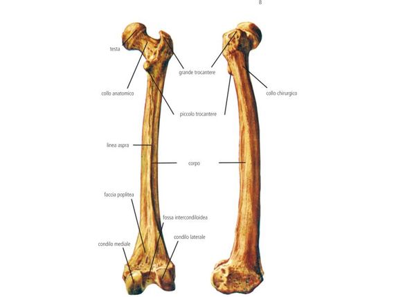 Condilo femorale: definizione e significato medico | Corriere Salute