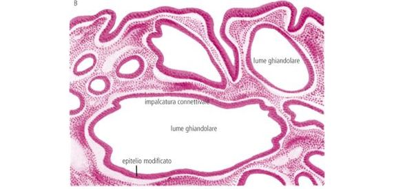 Metrorragia: definizione e significato medico | Corriere Salute