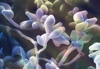 Micosi: definizione e significato medico | Corriere Salute