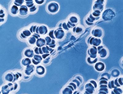 Fibrinogeno: definizione e significato medico | Corriere Salute