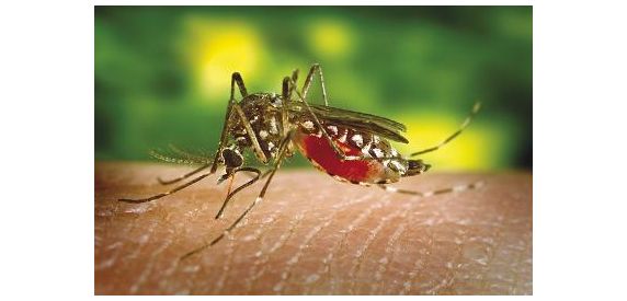 Febbre gialla: definizione e significato medico | Corriere Salute