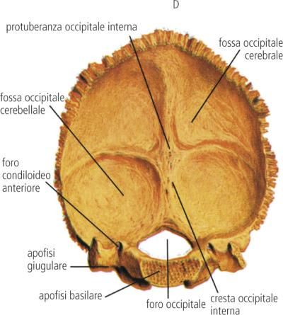 Neurocranio: definizione e significato medico | Corriere Salute