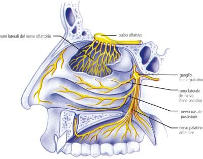 Bulbo olfattorio: definizione e significato medico | Corriere Salute