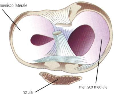 Ginocchio: definizione e significato medico | Corriere Salute