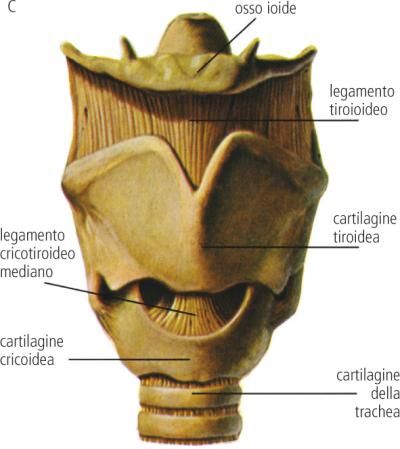 Laringe: definizione e significato medico | Corriere Salute