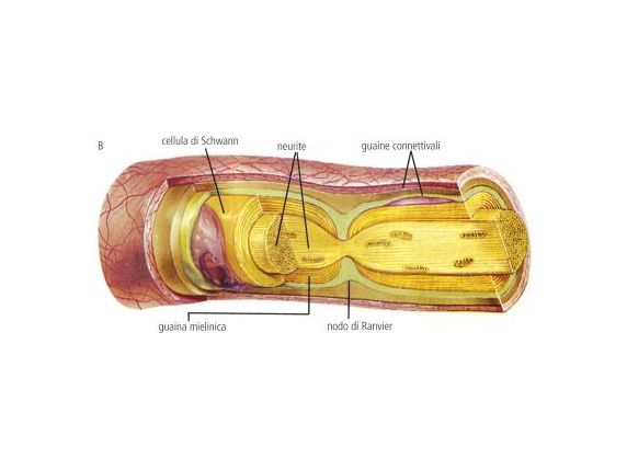 Nodo di ranvier: definizione e significato medico | Corriere Salute