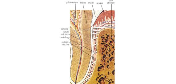 Parodonto: definizione e significato medico | Corriere Salute