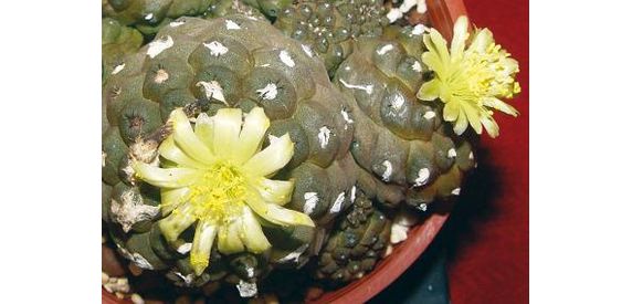 Mescalina: definizione e significato medico | Corriere Salute